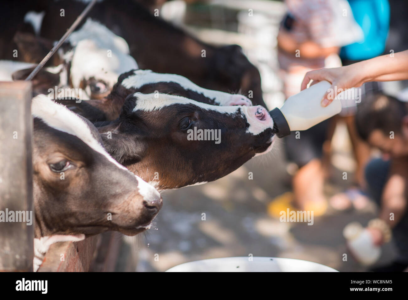 Hand feeding cow hi-res stock photography and images - Alamy