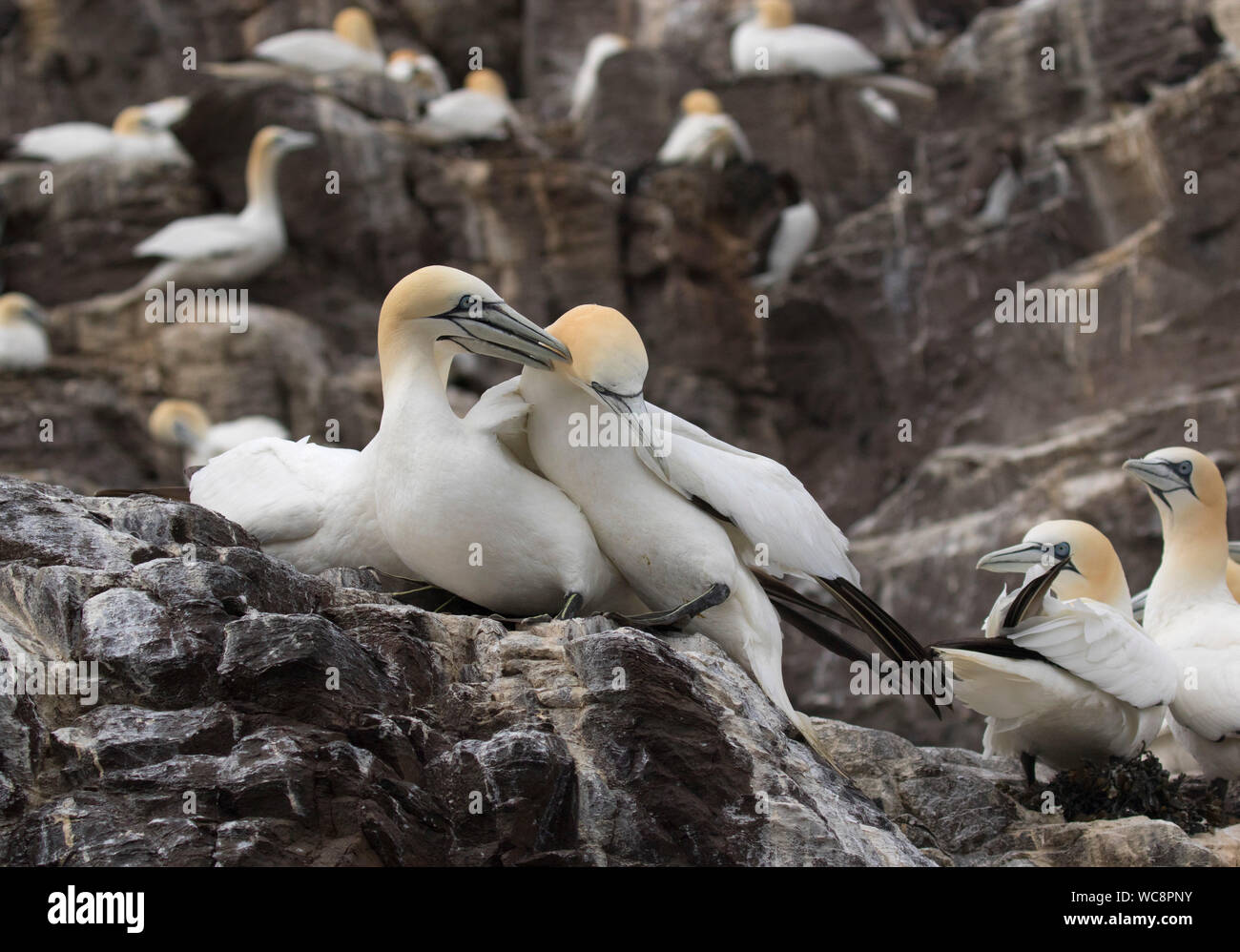 Northern Gannets, Morus bassana, pair of adults courting and preening ...