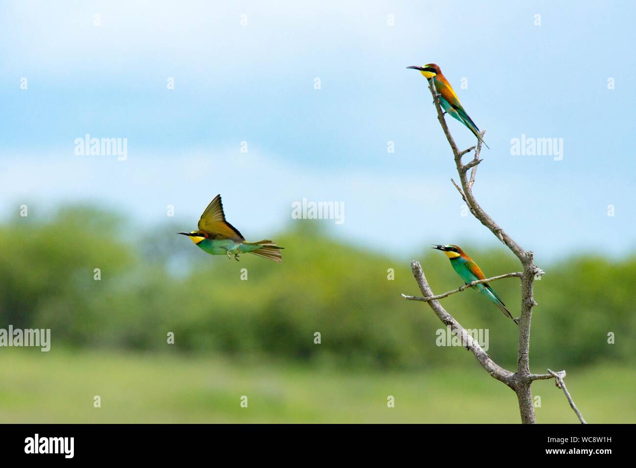 Multi Colored Wings High Resolution Stock Photography and Images - Alamy