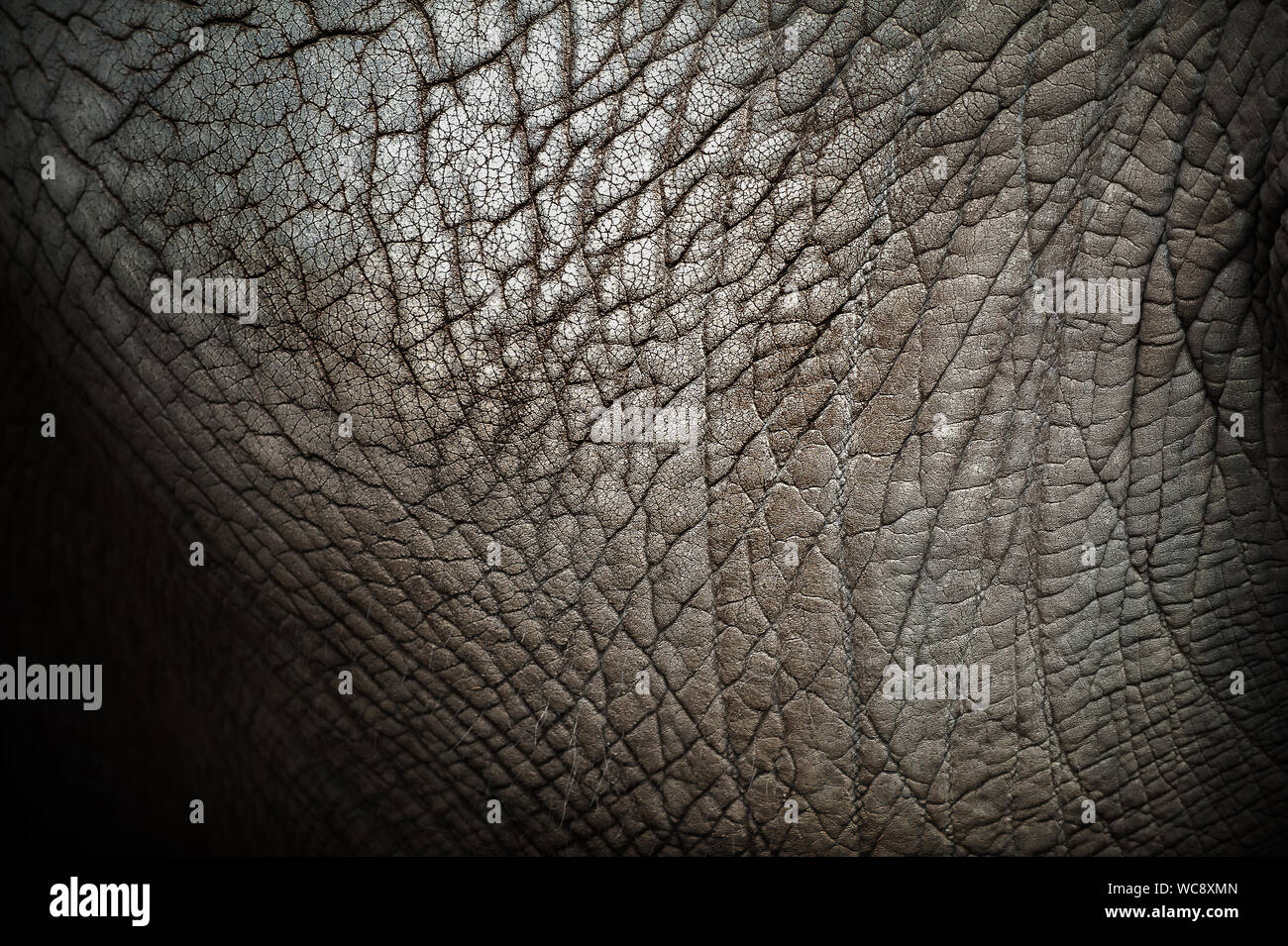 Elephant wrinkled skin hi-res stock photography and images - Alamy