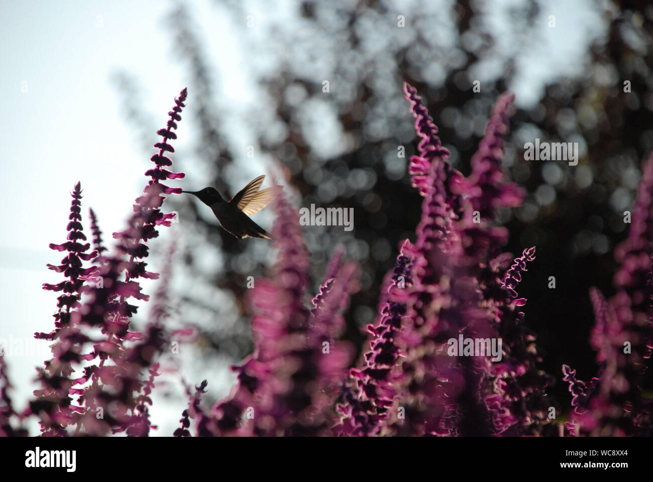 Hummingbird tree flower hi-res stock photography and images - Alamy