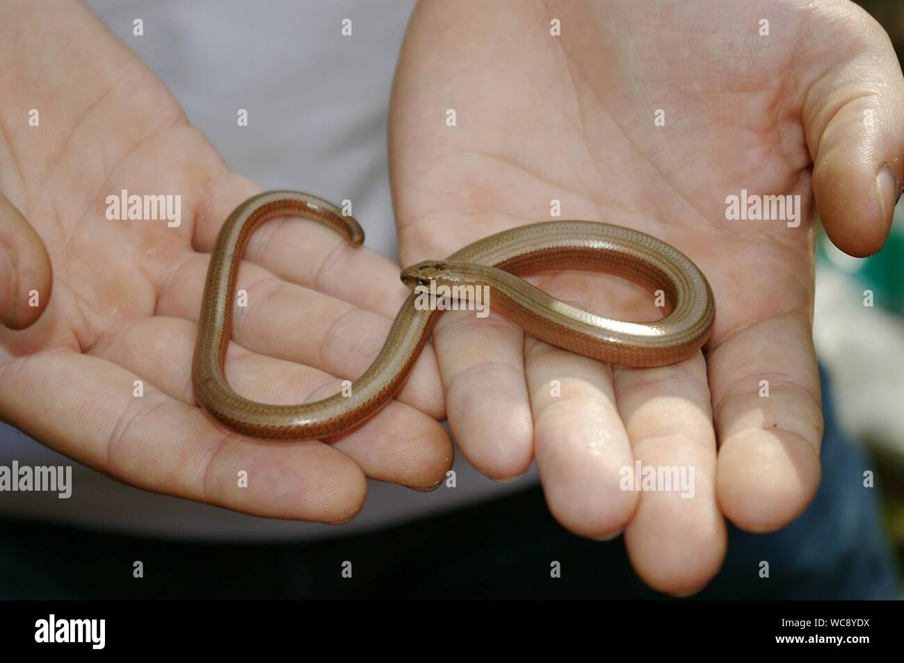 Worm in the hands hi-res stock photography and images - Alamy