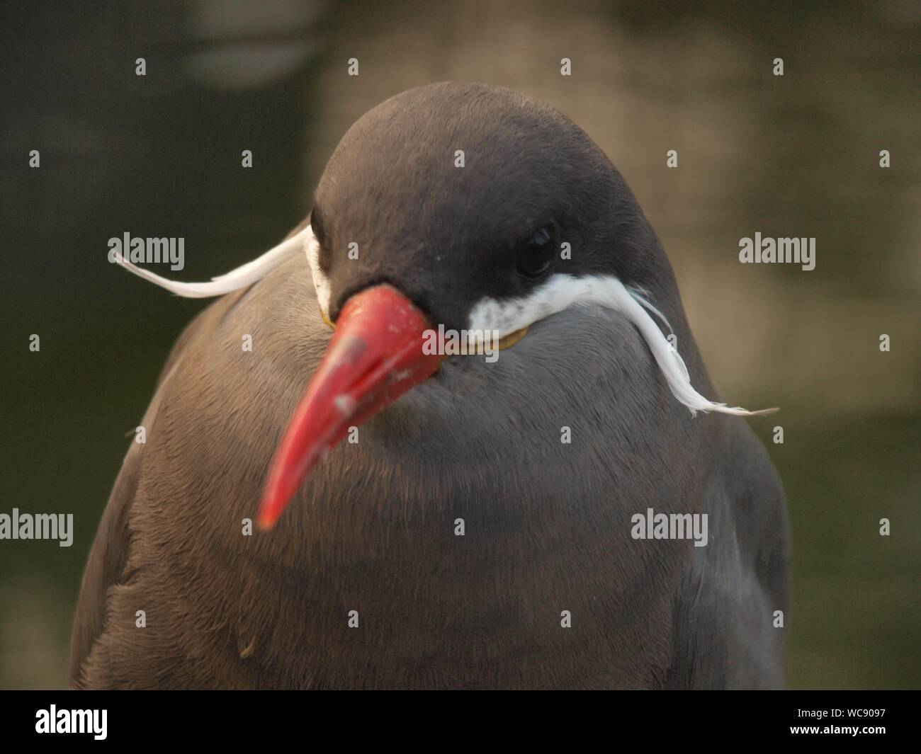 Red beak hi-res stock photography and images - Alamy