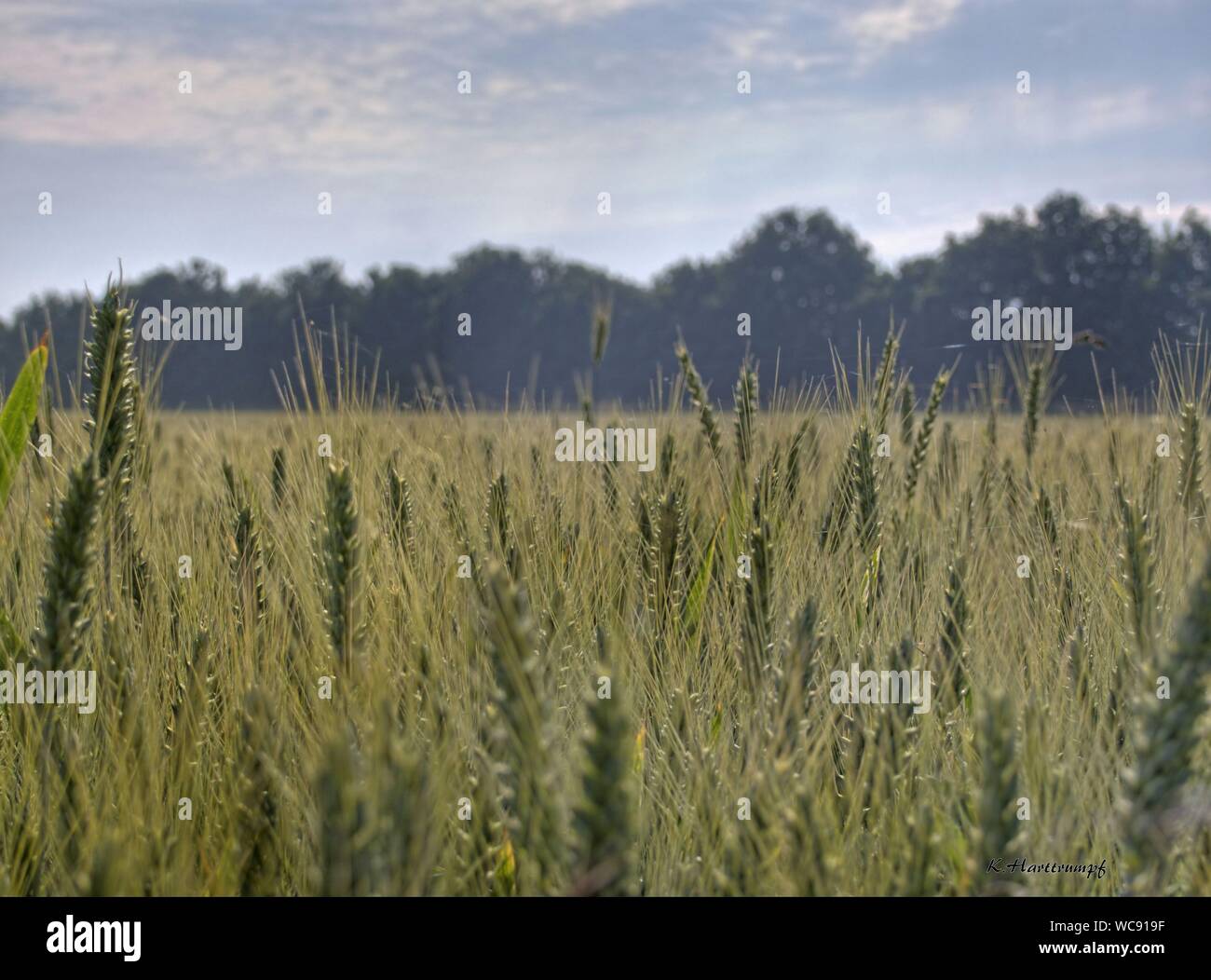 Wheat Growing On Farm Stock Photo - Alamy