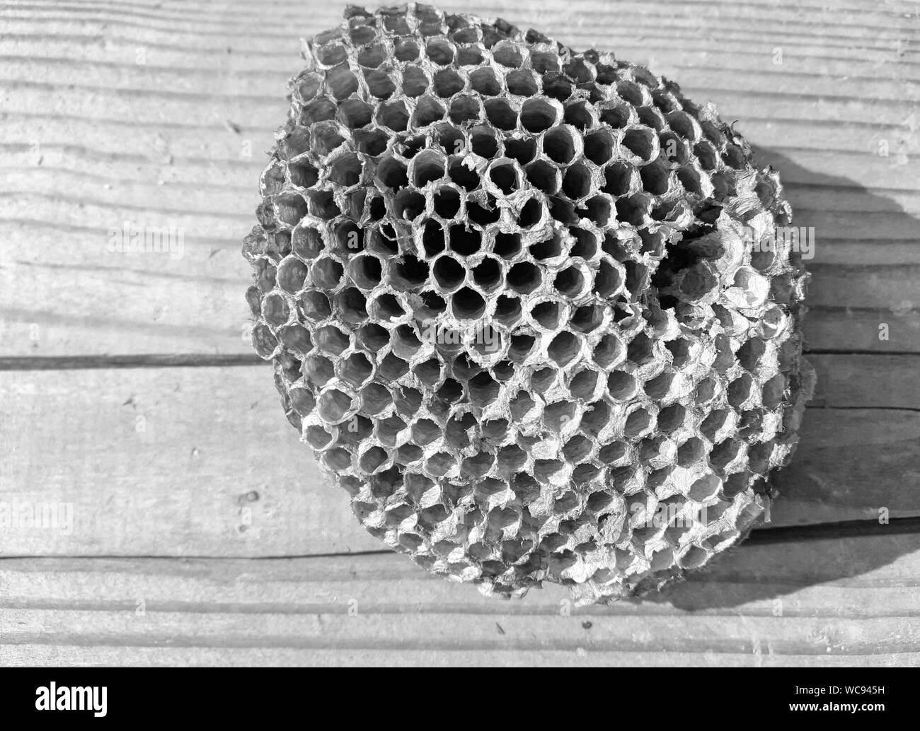 Empty Honeycomb High Resolution Stock Photography and Images - Alamy