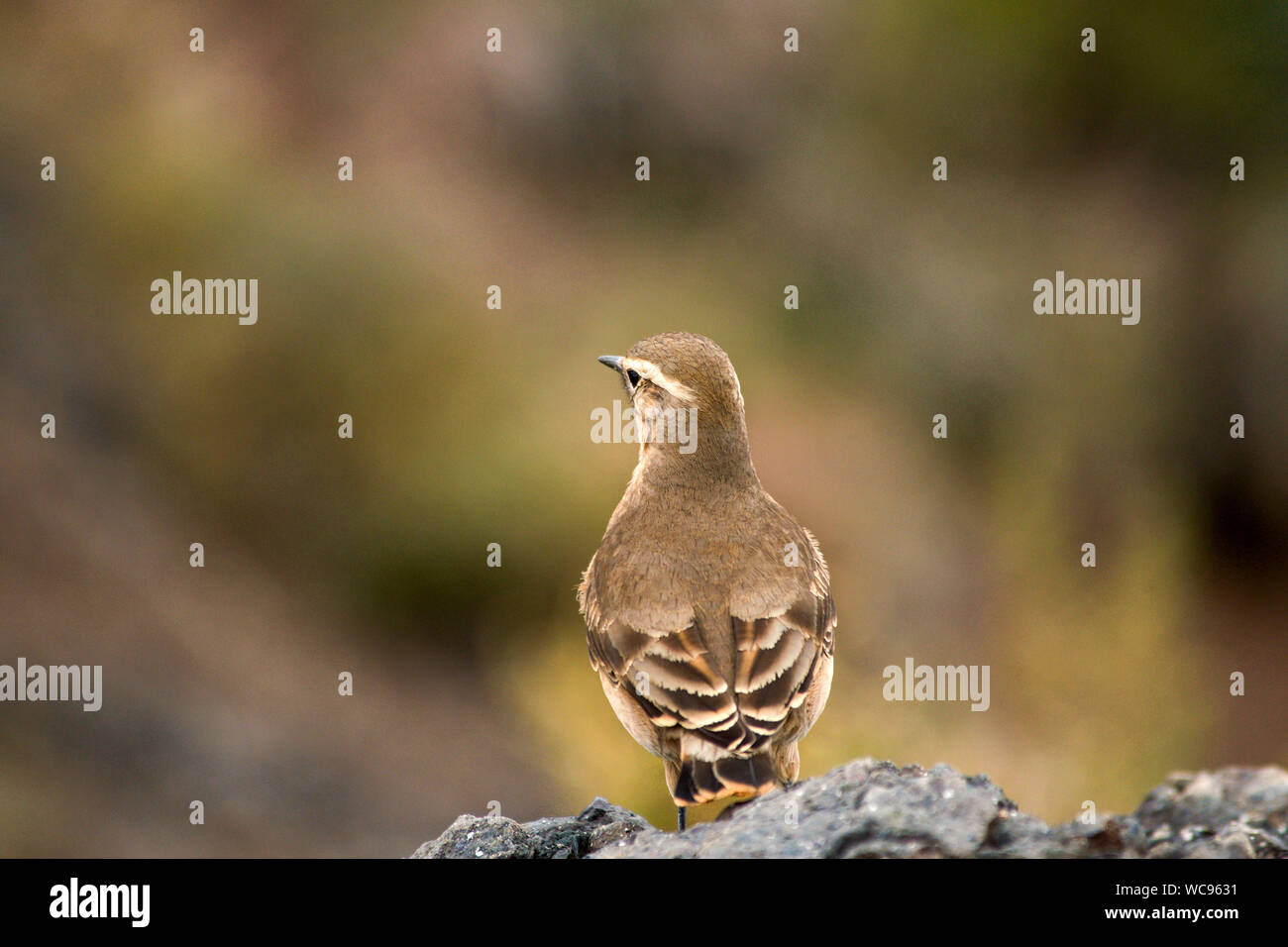 Pictures of pigeons hi-res stock photography and images - Alamy