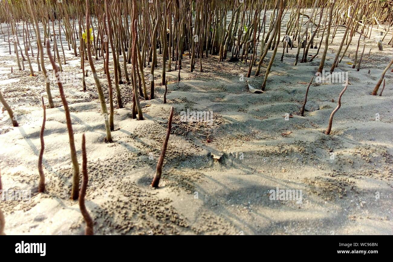 View Of Plants In Sand Stock Photo - Alamy