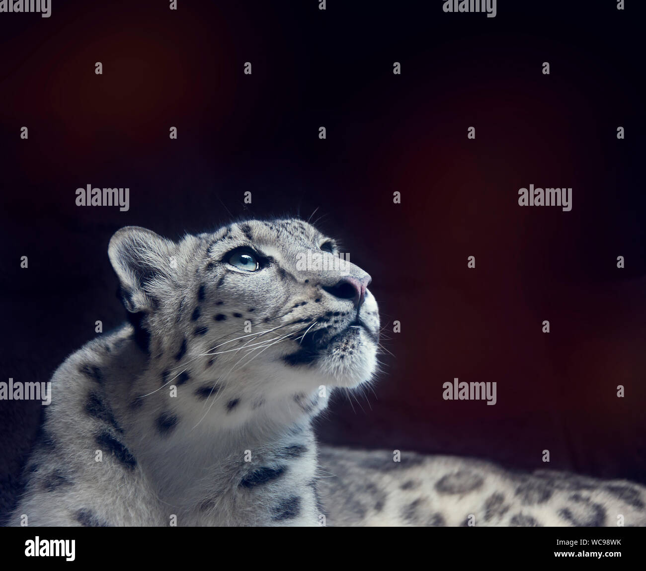 Young Snow leopard portrait close up on dark background Stock Photo - Alamy