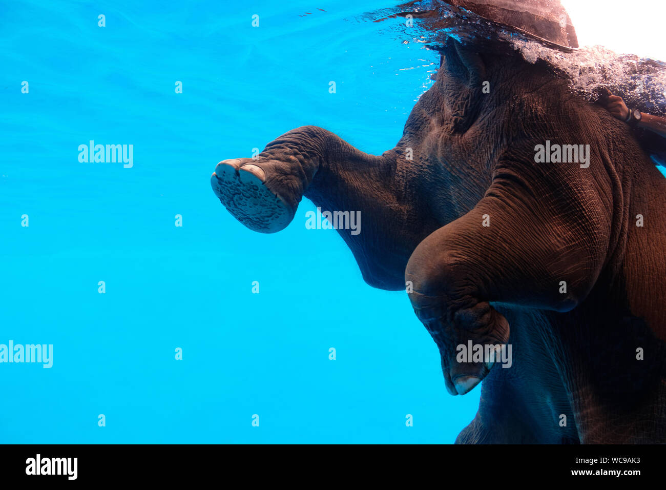 Elephant underwater hi-res stock photography and images - Alamy