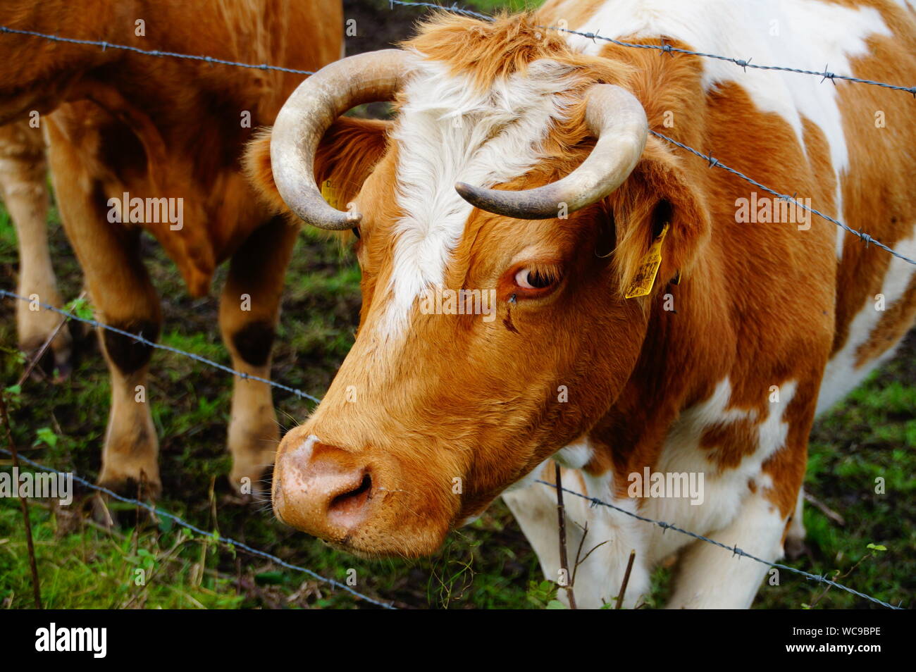 Metal wire cow hi-res stock photography and images - Alamy