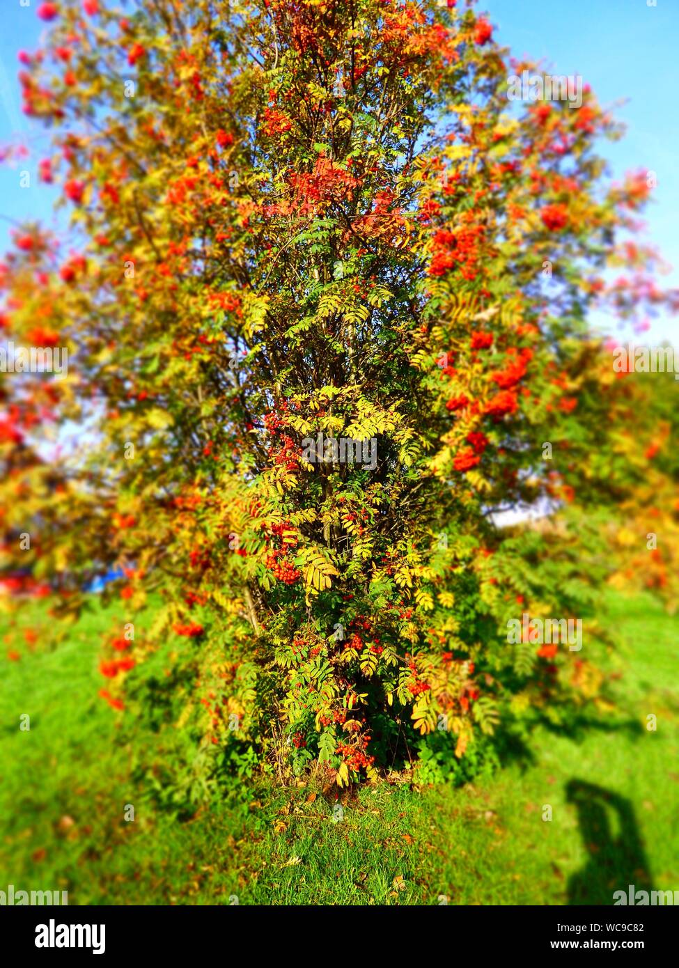 Rowan Tree Garden High Resolution Stock Photography and Images - Alamy