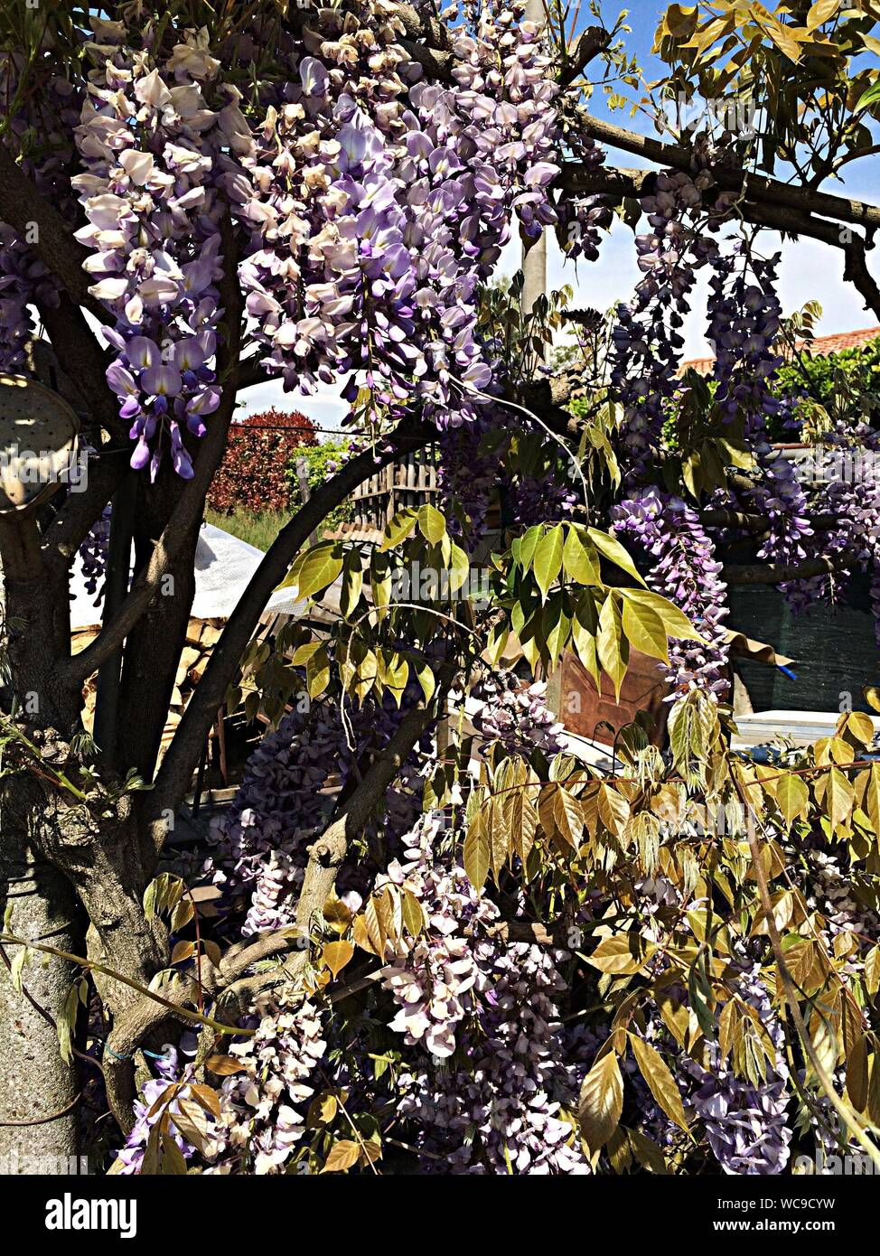 Purple or mauve blossoms hi-res stock photography and images - Alamy