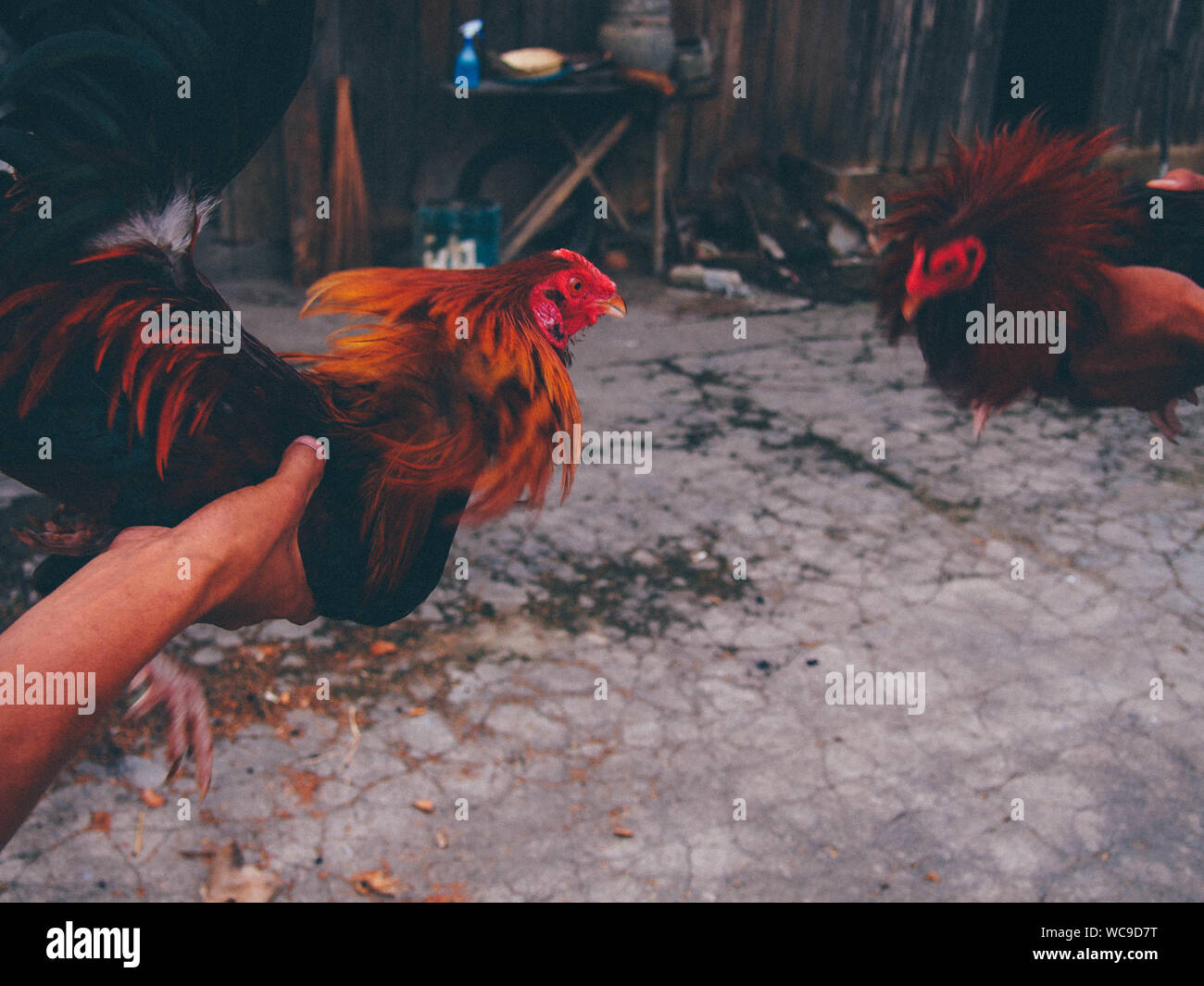 Roosters High Resolution Stock Photography and Images - Alamy