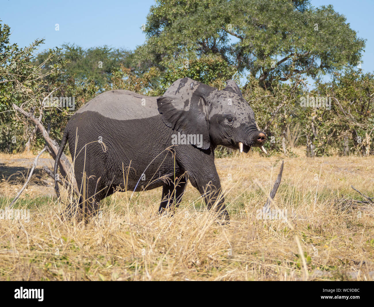 Crippled animals hi-res stock photography and images - Alamy