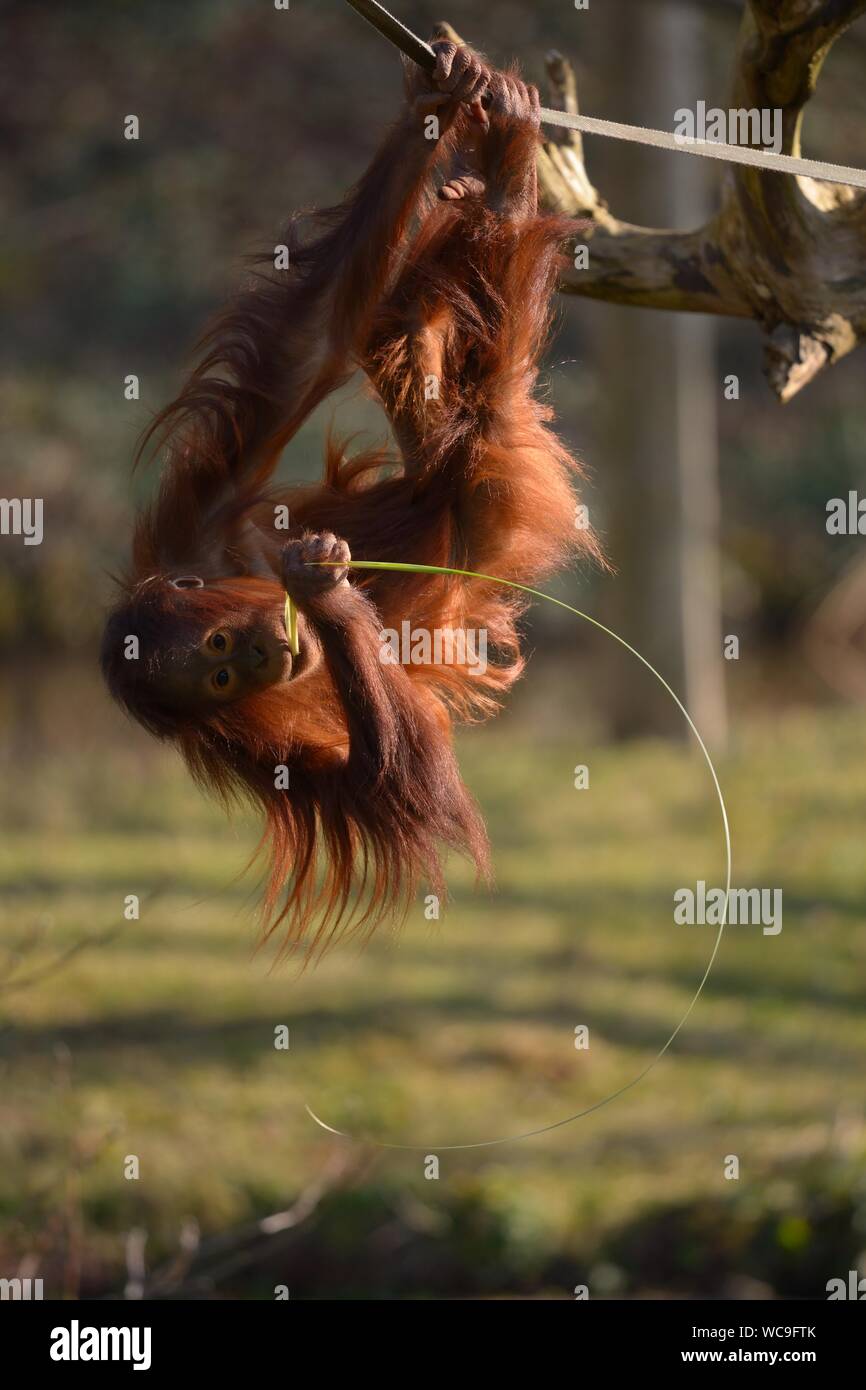 Monkey Eating Grass High Resolution Stock Photography and Images - Alamy