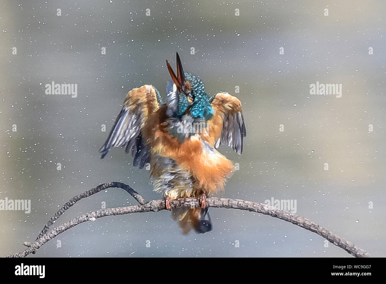 Kingfisher on the wings hi-res stock photography and images - Alamy