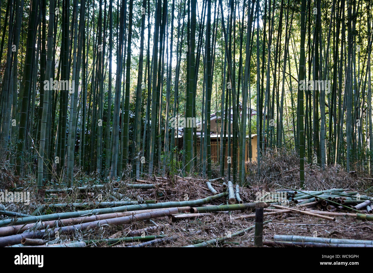 Giant timber bamboo hi-res stock photography and images - Alamy