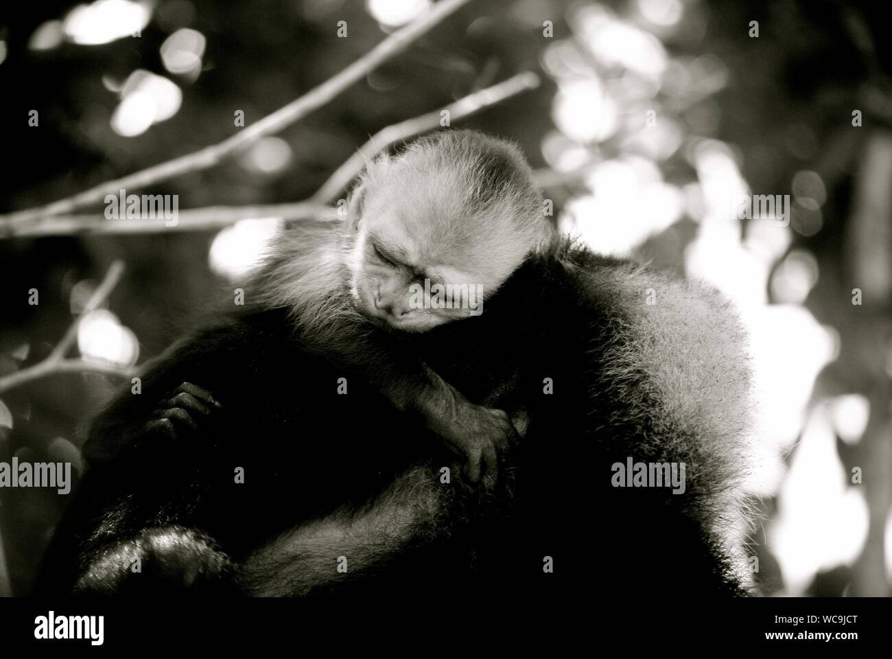 Monkey Sleeping In Tree High Resolution Stock Photography and Images ...