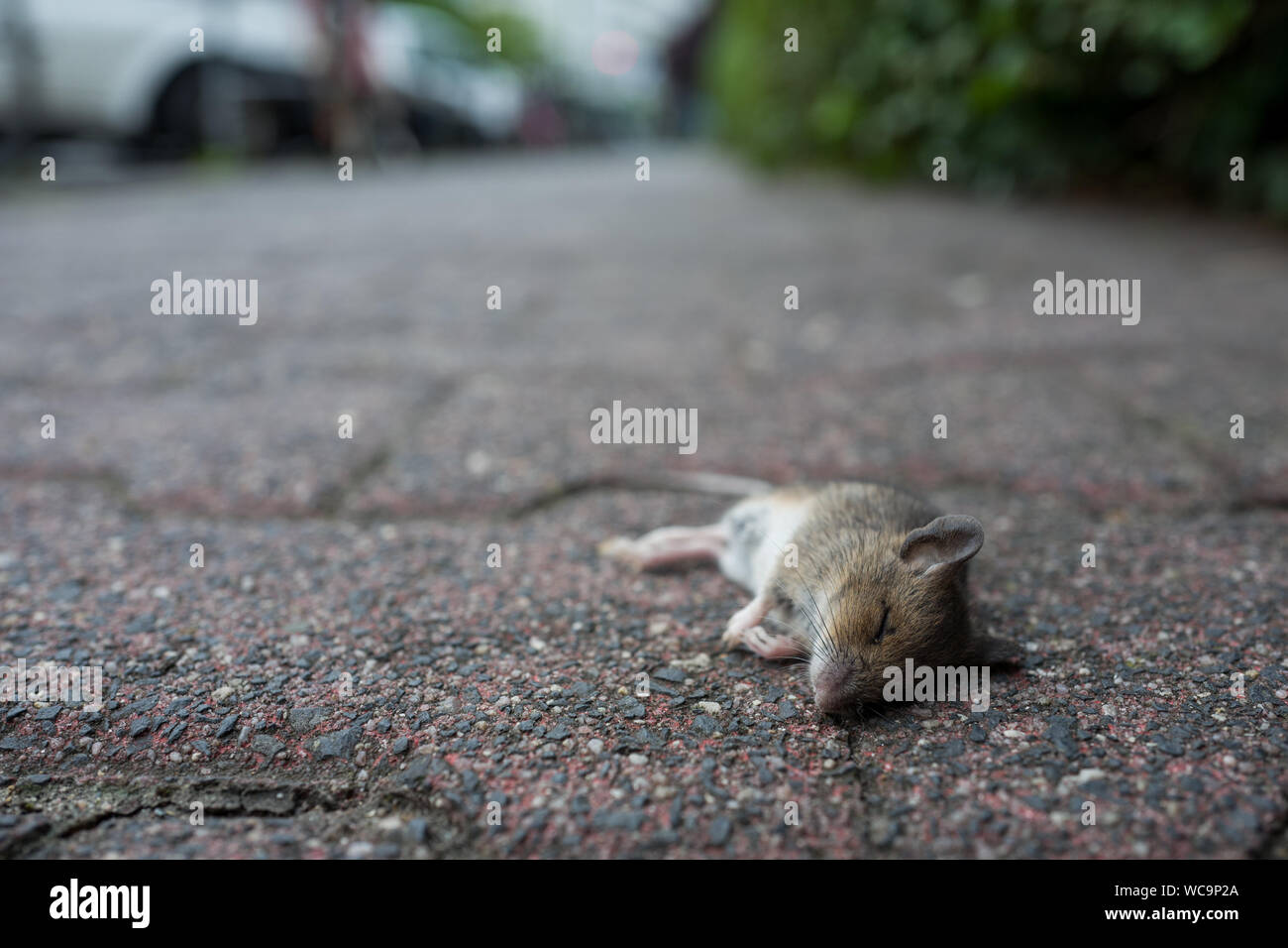 City mouse hi-res stock photography and images - Alamy