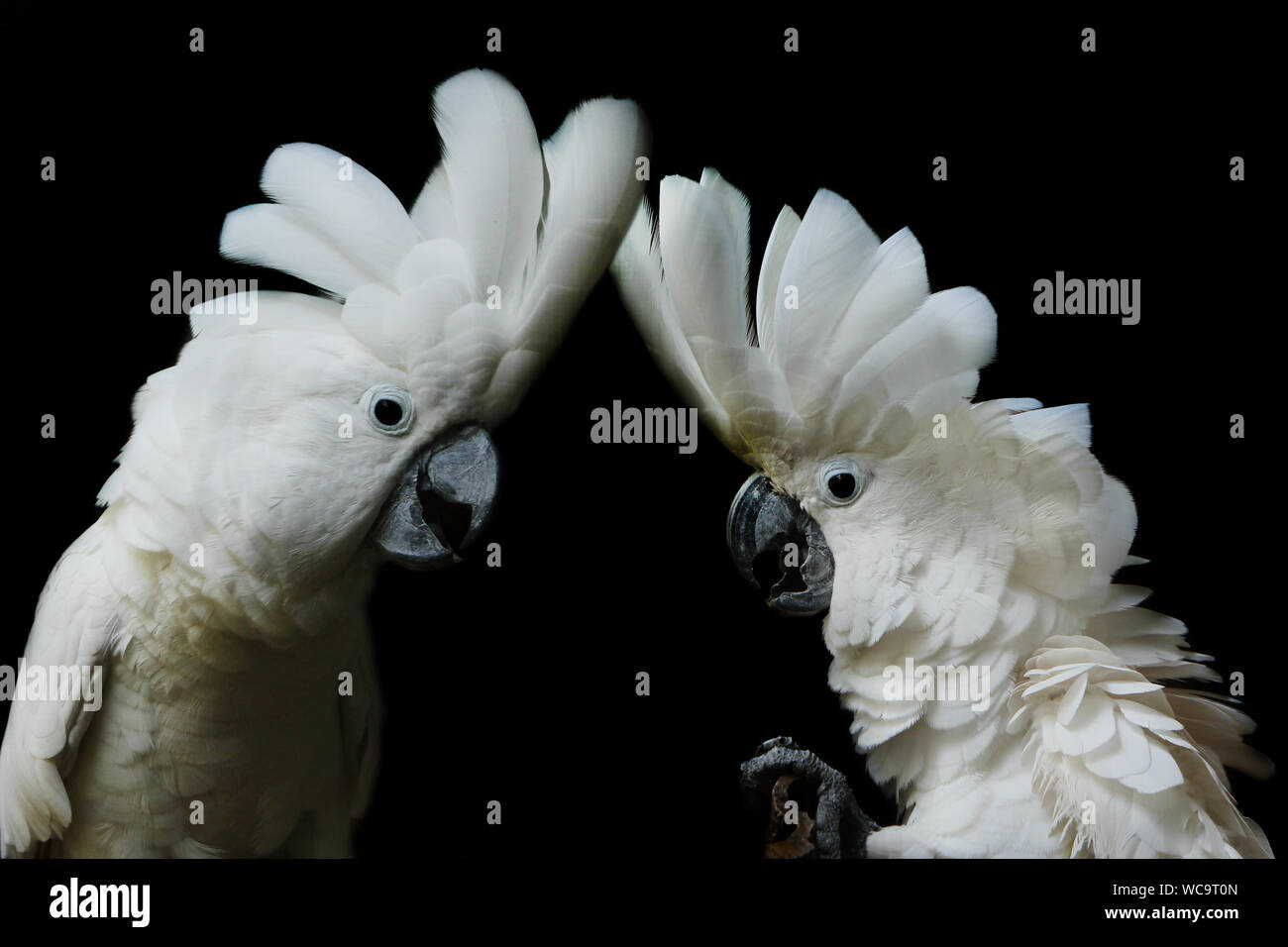 Red crested robin hi-res stock photography and images - Alamy