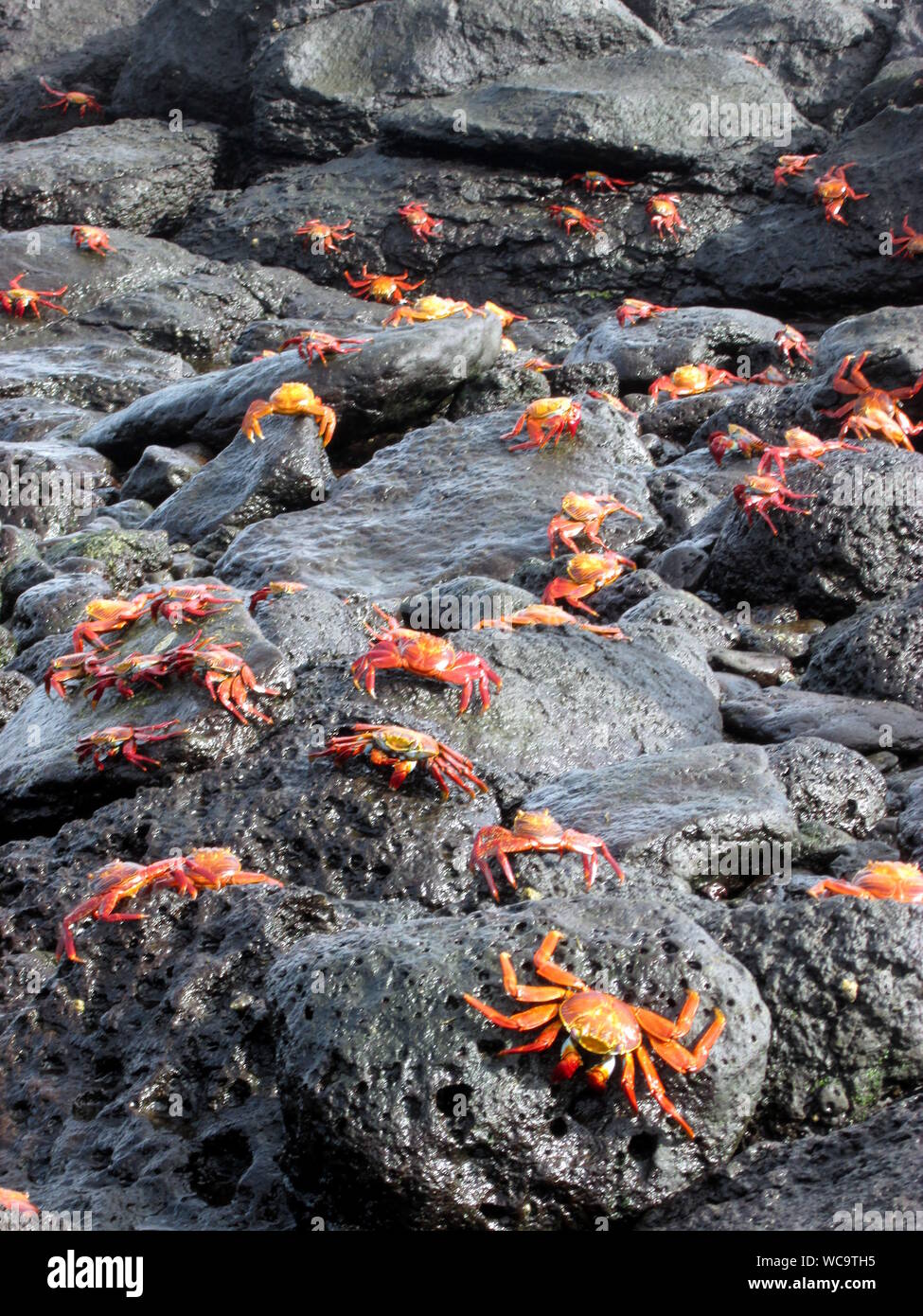 Red Crabs High Resolution Stock Photography and Images - Alamy