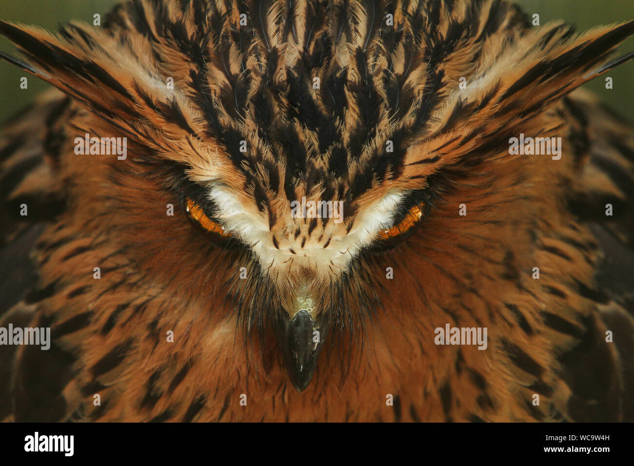 Bird sad face hi-res stock photography and images - Alamy