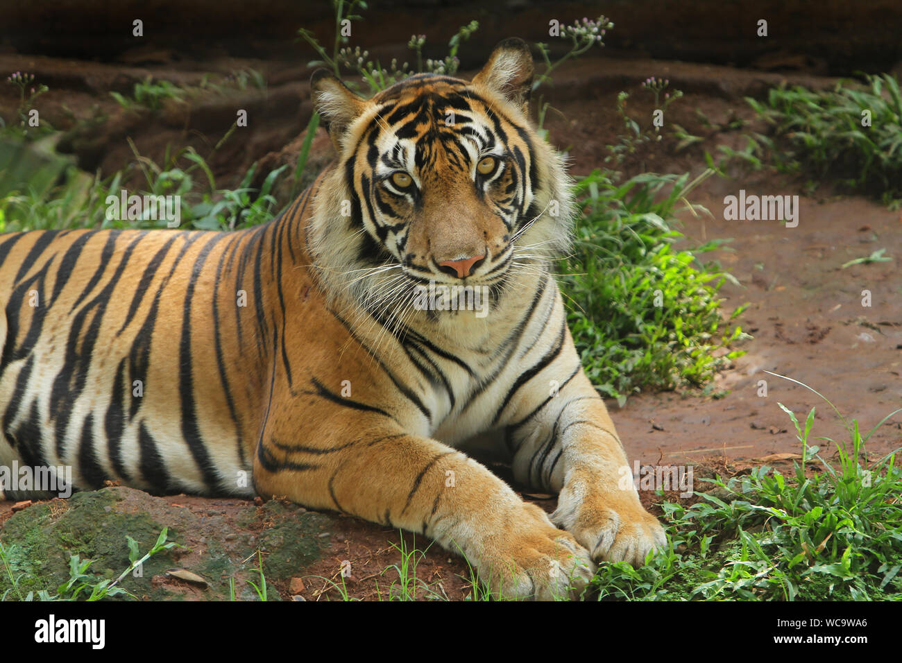 Scratch face hi-res stock photography and images - Alamy