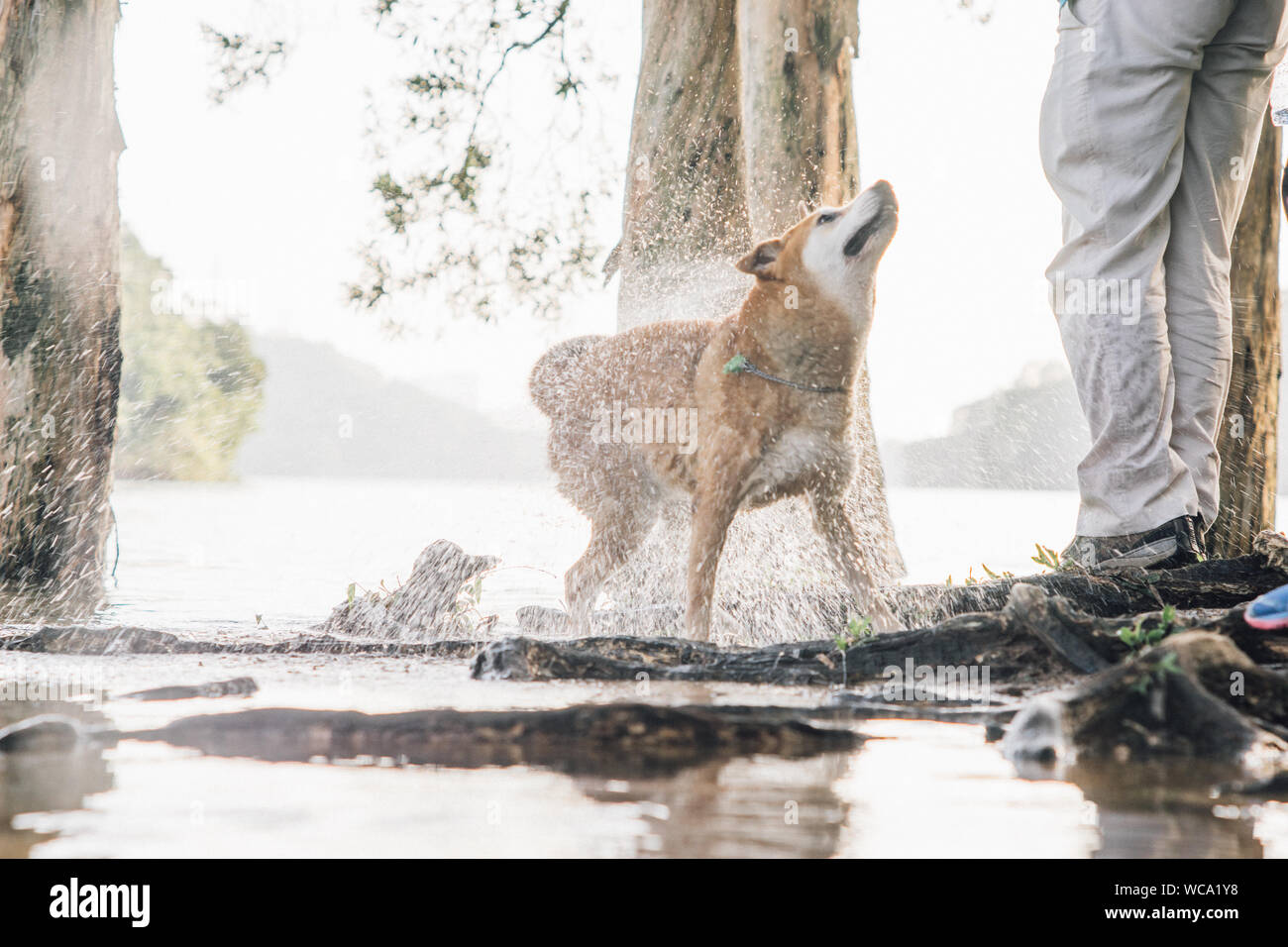 Wet dog shaking hi-res stock photography and images - Alamy