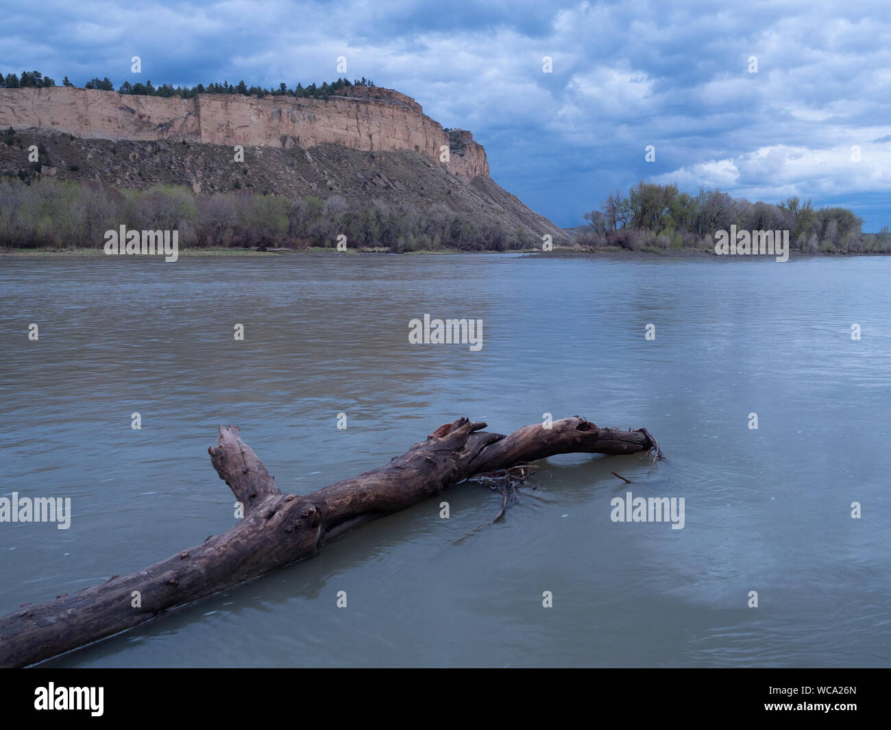 Tree limb in Yellowstone River with sandstone cliffs in the background ...
