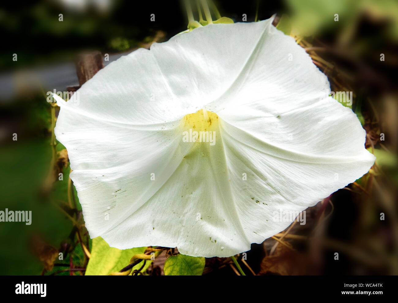 Thin paper flower hi-res stock photography and images - Alamy