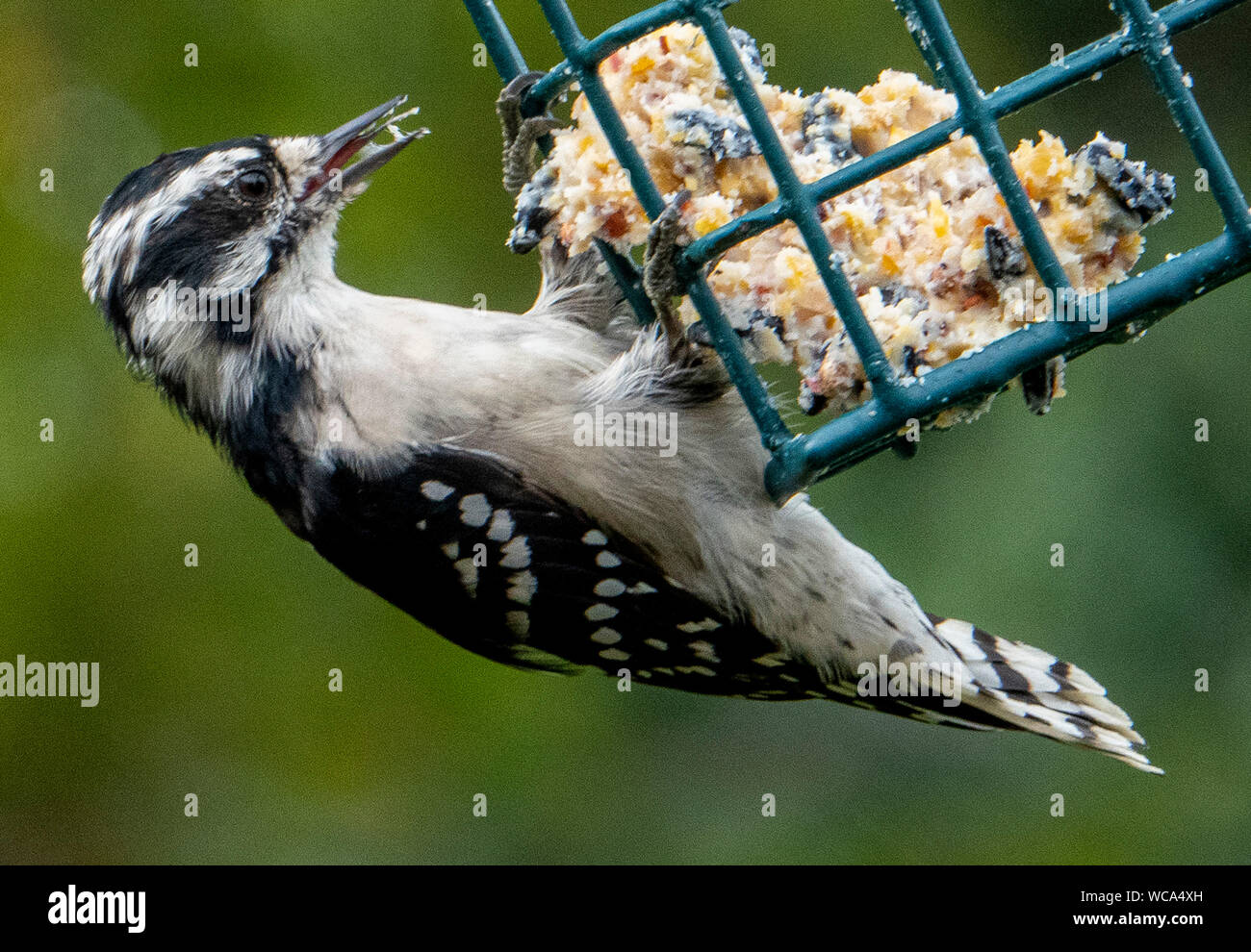 Leaning back hi-res stock photography and images - Alamy