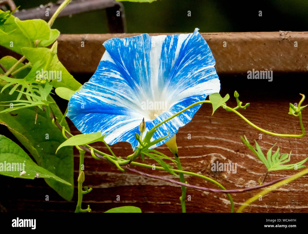 Mottled blue hi-res stock photography and images - Alamy
