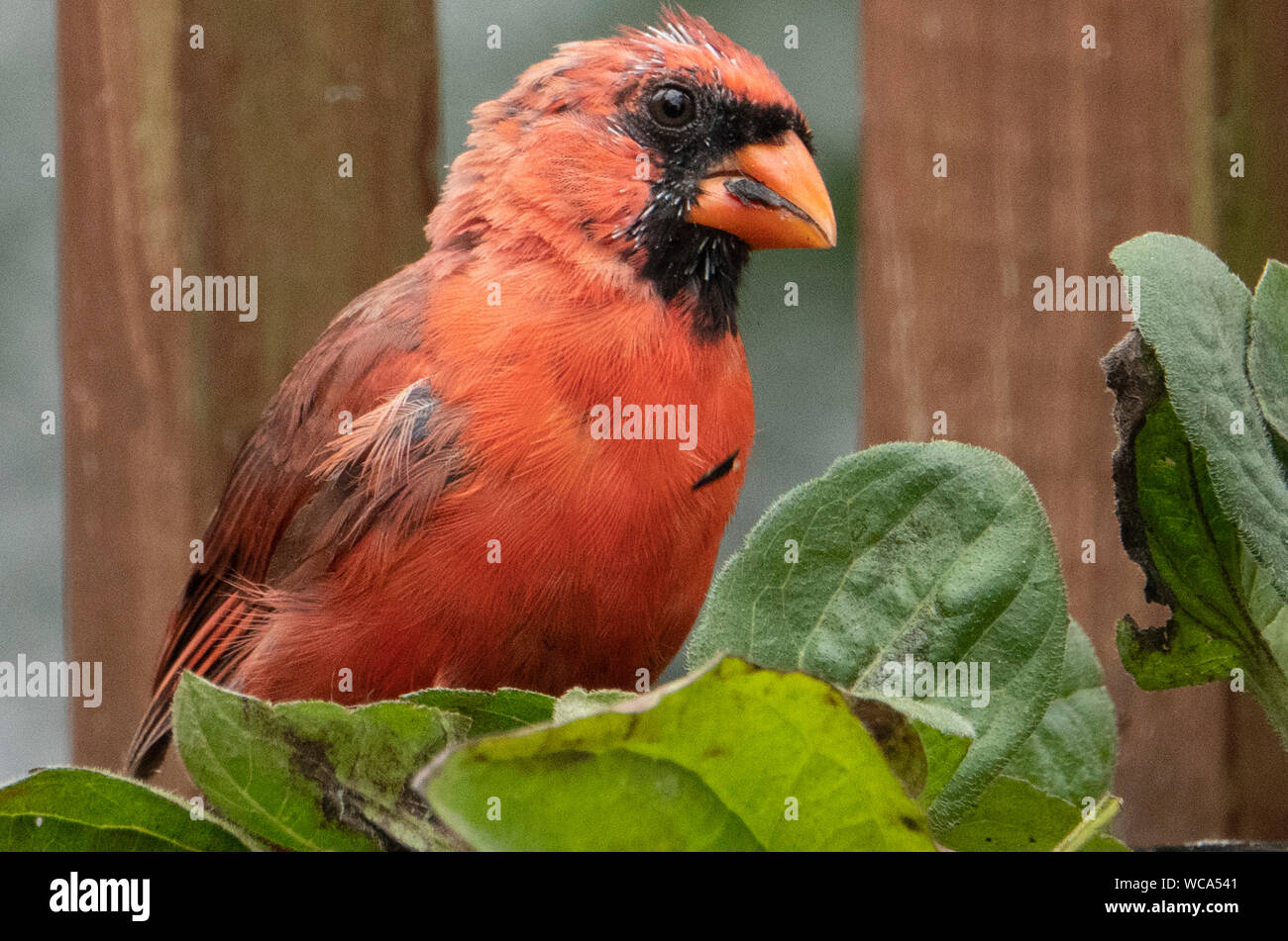 Mr red hi-res stock photography and images - Alamy