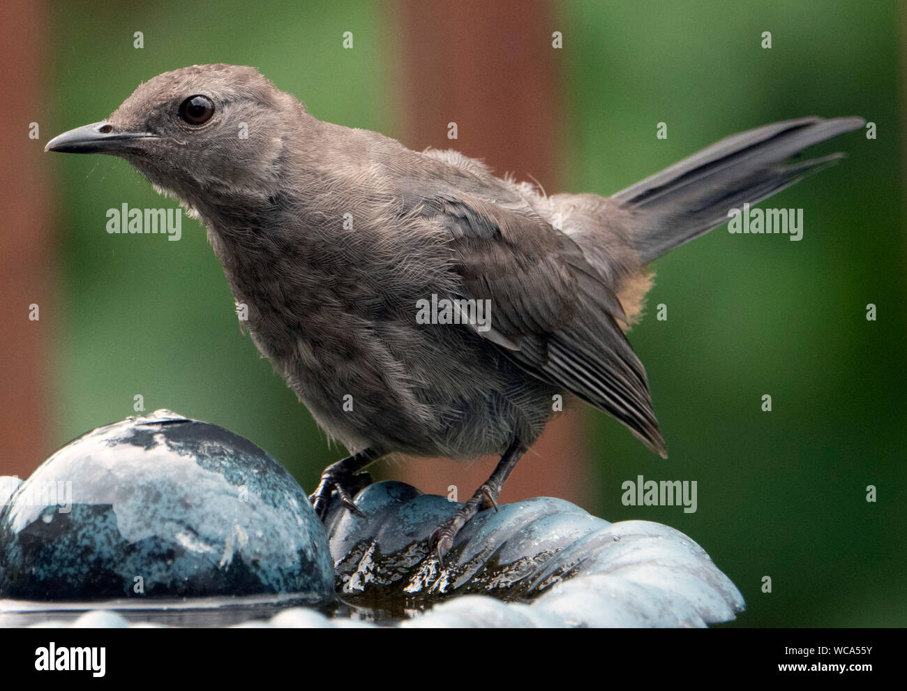 Gray feathers hi-res stock photography and images - Alamy