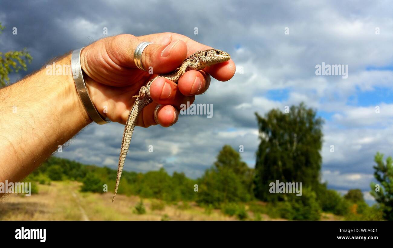 Lizard in human hand hi-res stock photography and images - Alamy