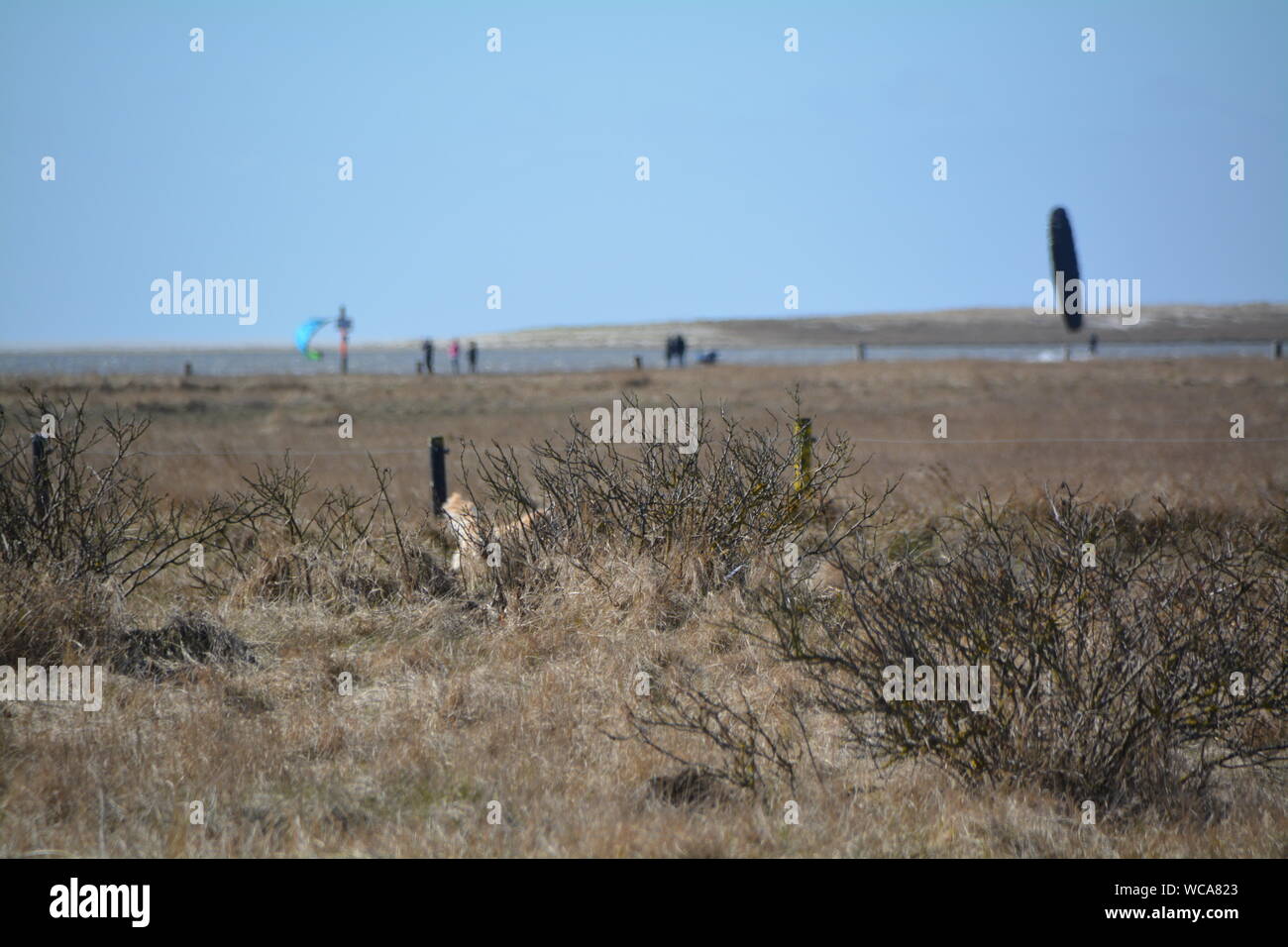 Dry grass and bushes hi-res stock photography and images - Alamy