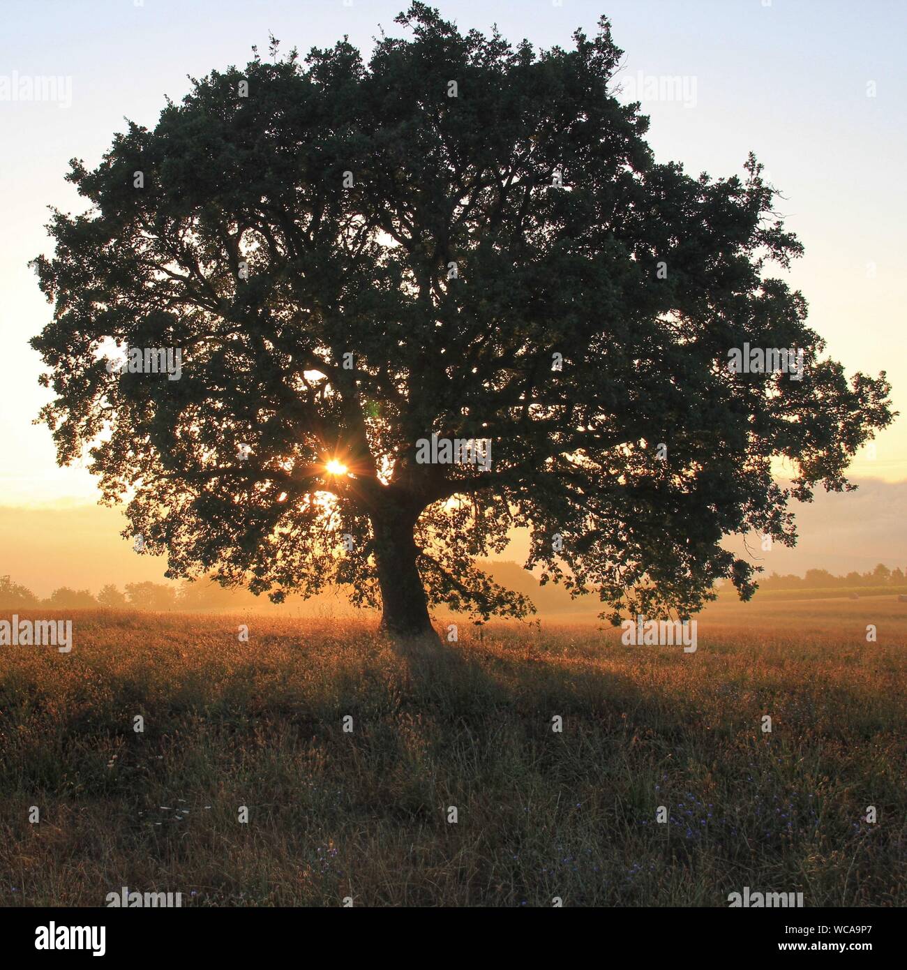 Sigel tree hi-res stock photography and images - Alamy