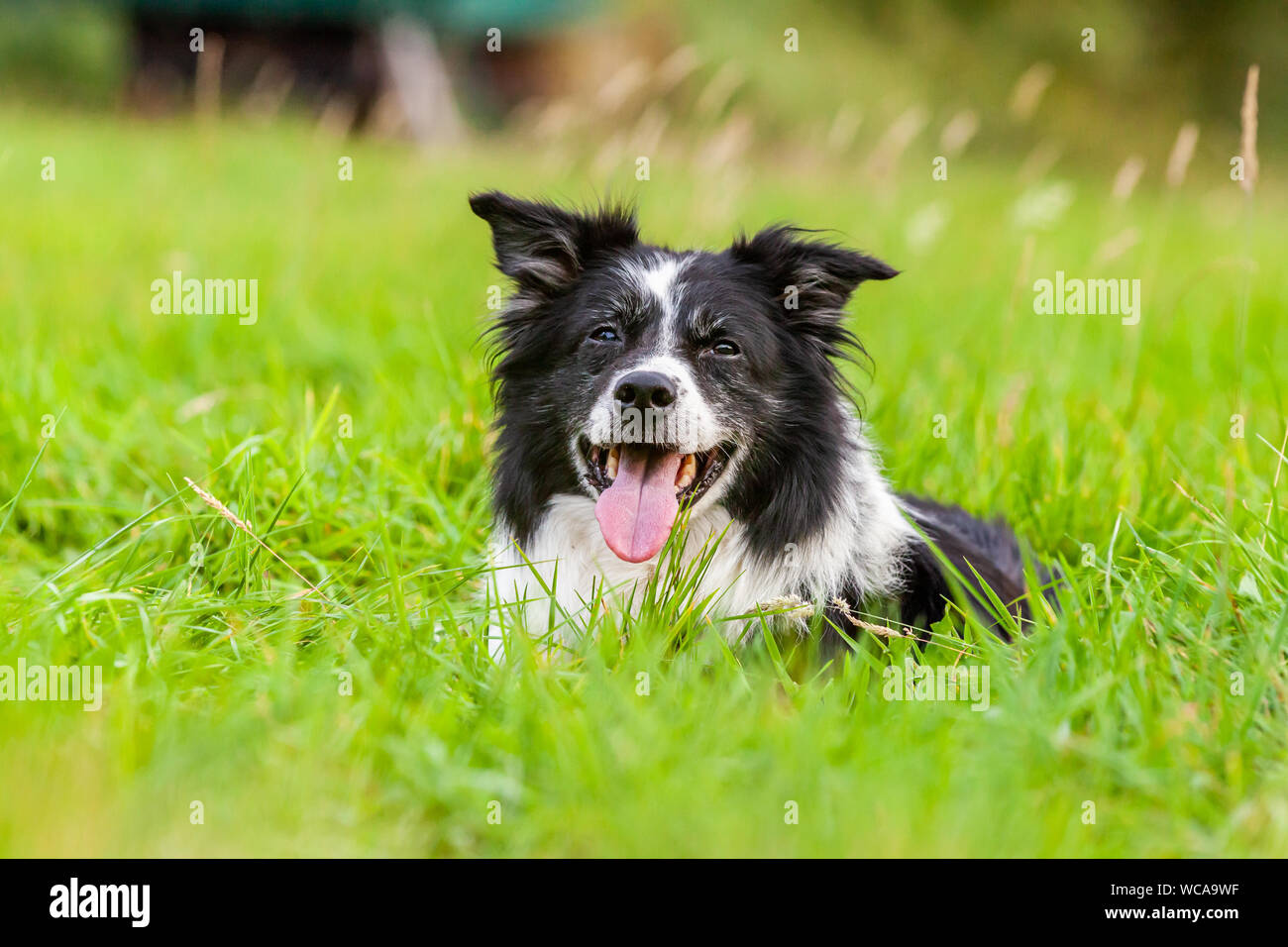 Cute border collie hi-res stock photography and images - Alamy