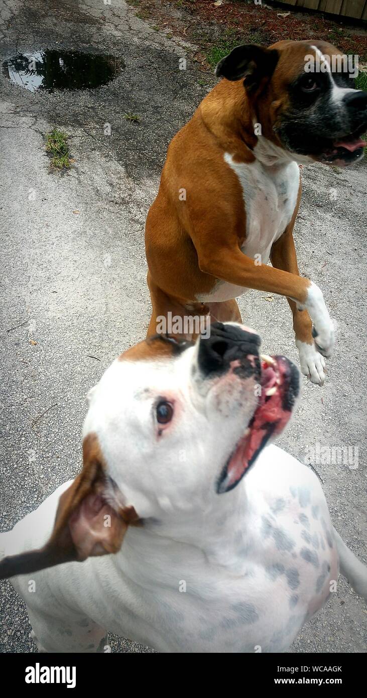 Street boxer hi-res stock photography and images - Alamy