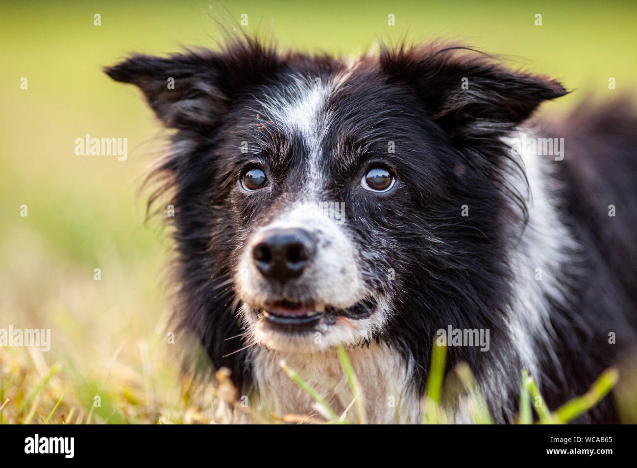 A Portrait of a cute Border Collie Stock Photo - Alamy