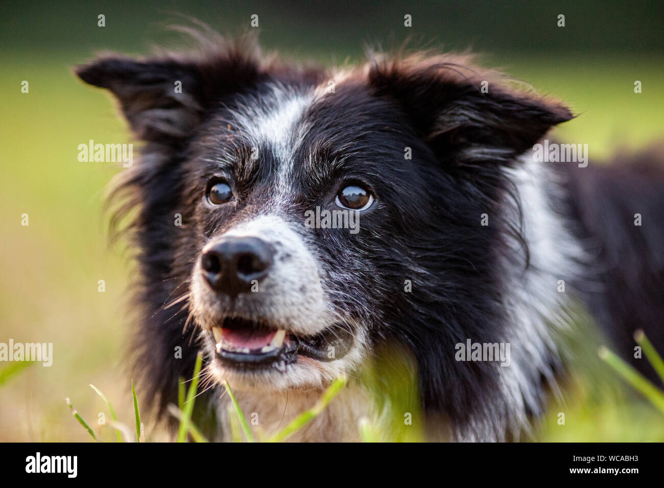 Cute border collie hi-res stock photography and images - Alamy