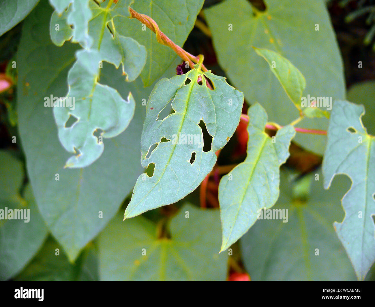 Damaged Leaves High Resolution Stock Photography and Images - Alamy