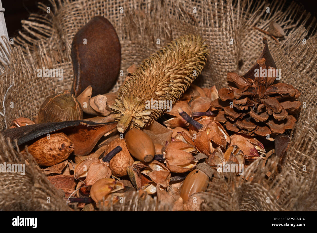 Pine nut cone hi-res stock photography and images - Alamy