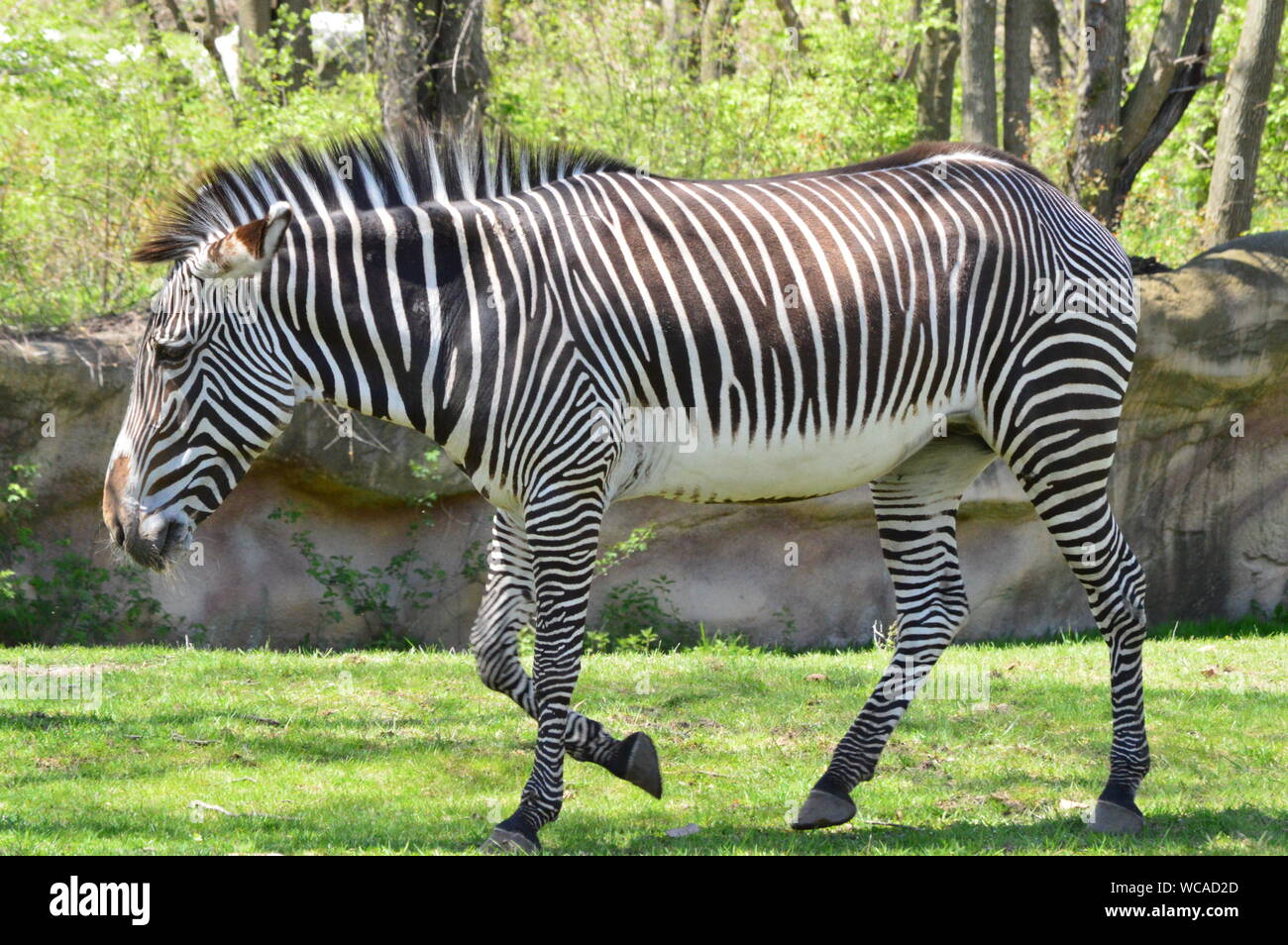 Zebra in zoo hi-res stock photography and images - Alamy