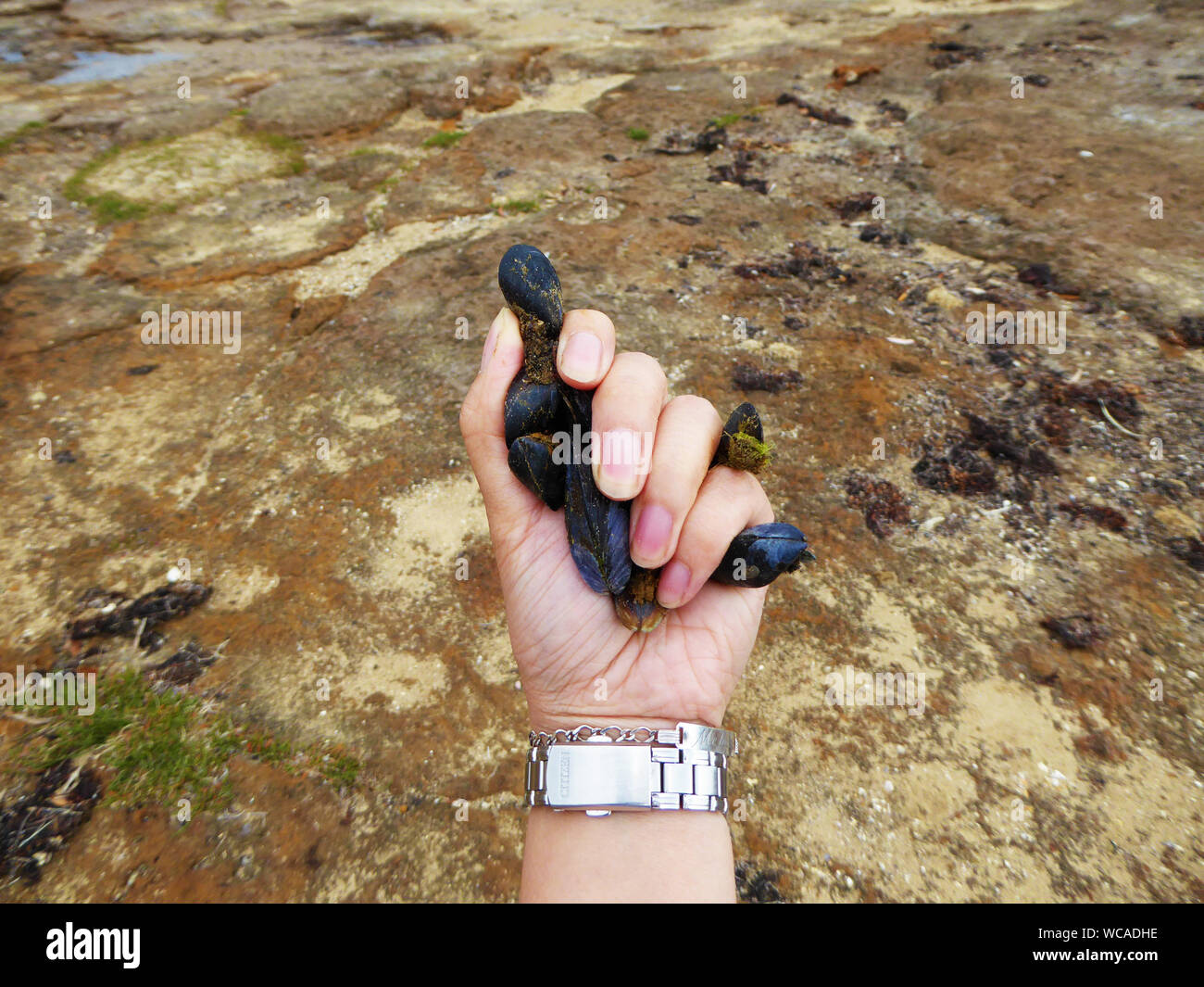 Clams image hi-res stock photography and images - Alamy