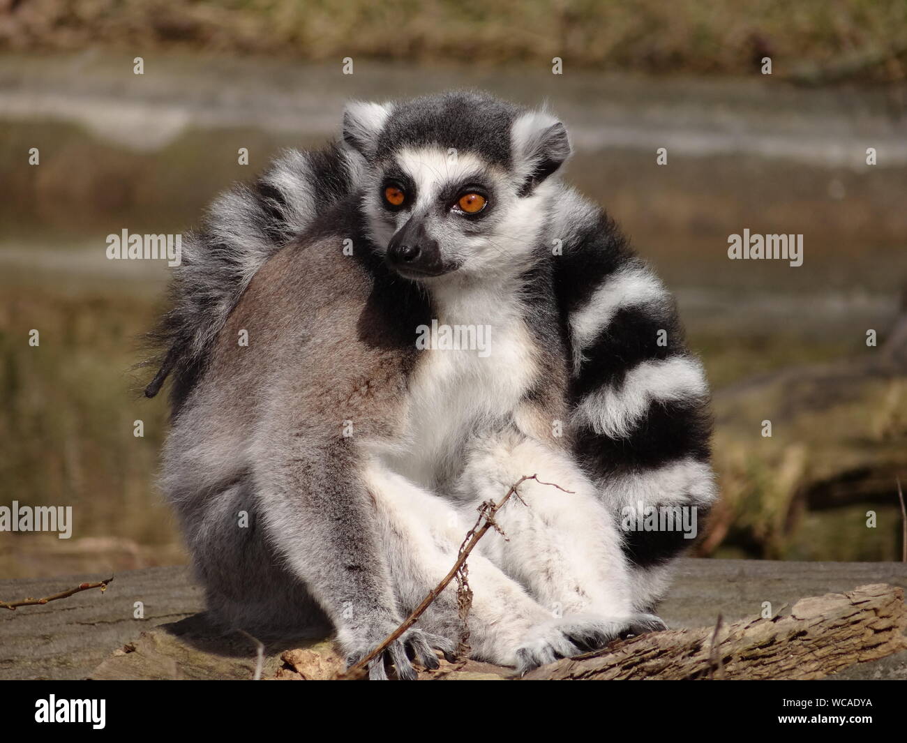 Lemur sitting up hi-res stock photography and images - Alamy
