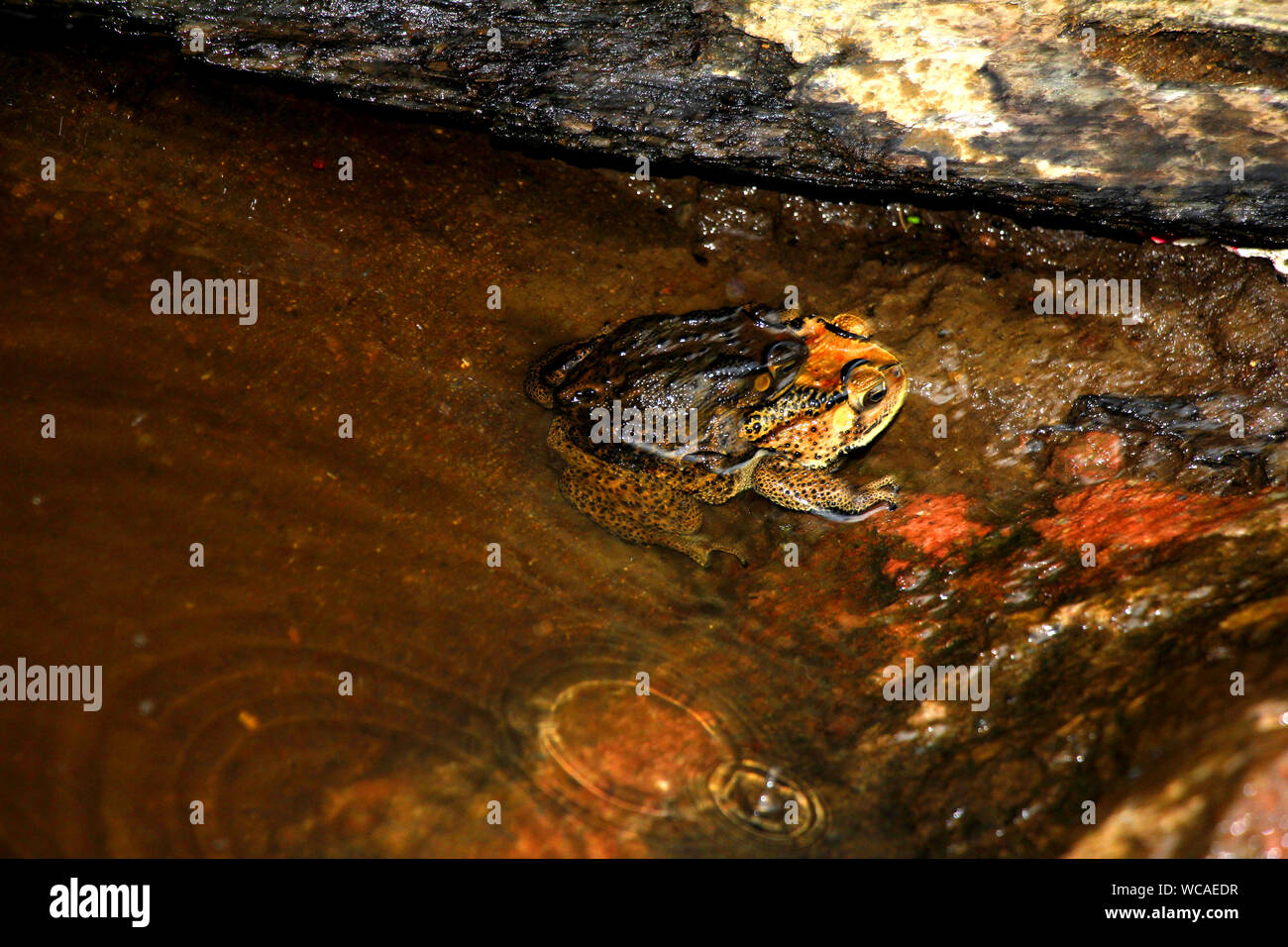 Male and female frogs mating hi-res stock photography and images - Alamy