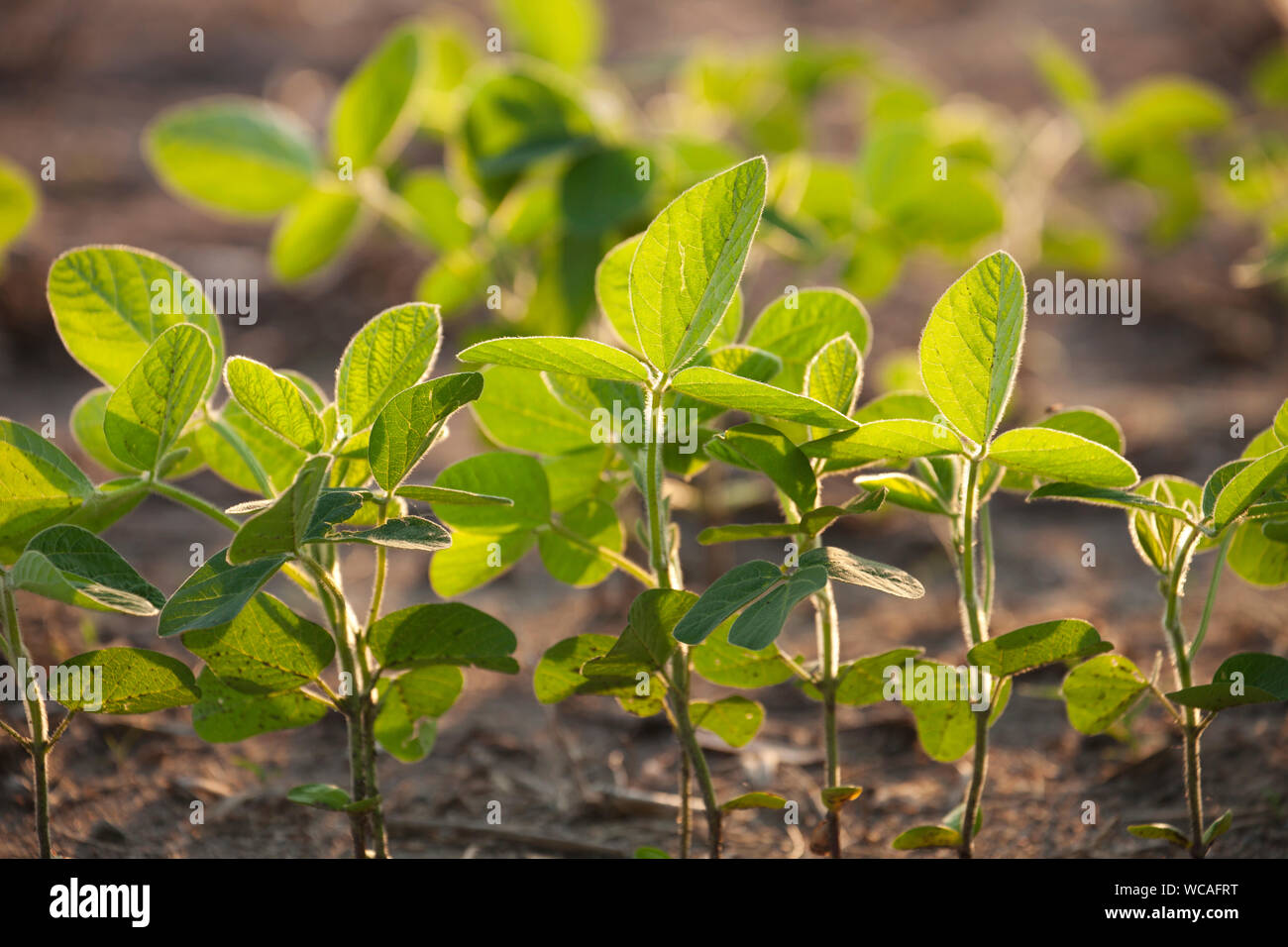 Soybean plants hi-res stock photography and images - Alamy