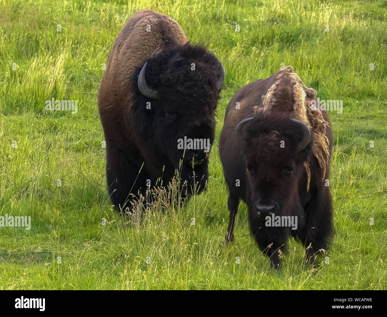 Bull and cow bison hi-res stock photography and images - Alamy