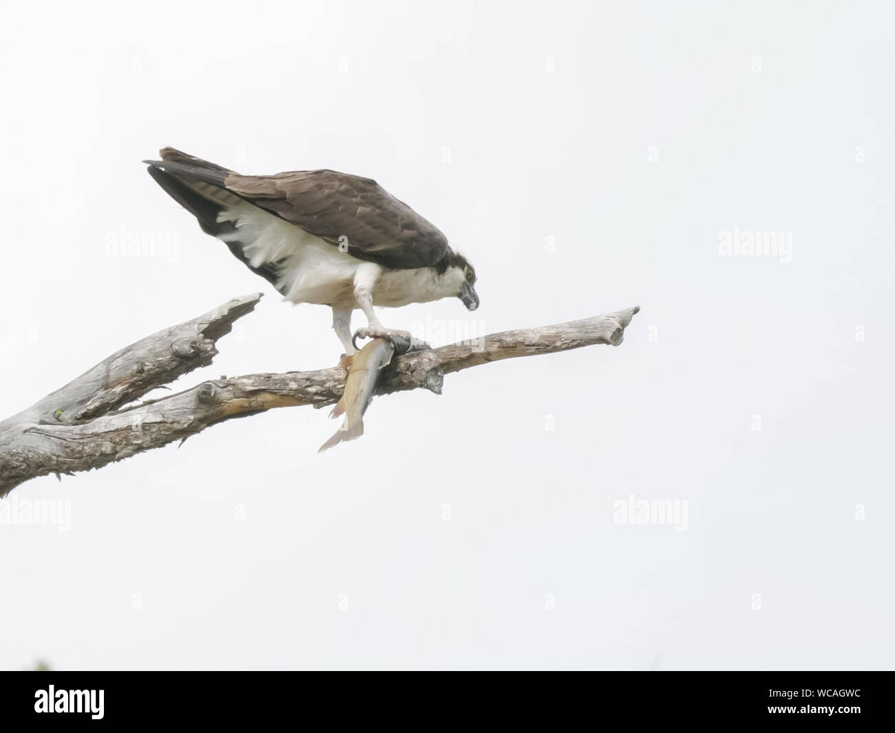 osprey eating a trout on a tree branch in yellowstone Stock Photo - Alamy